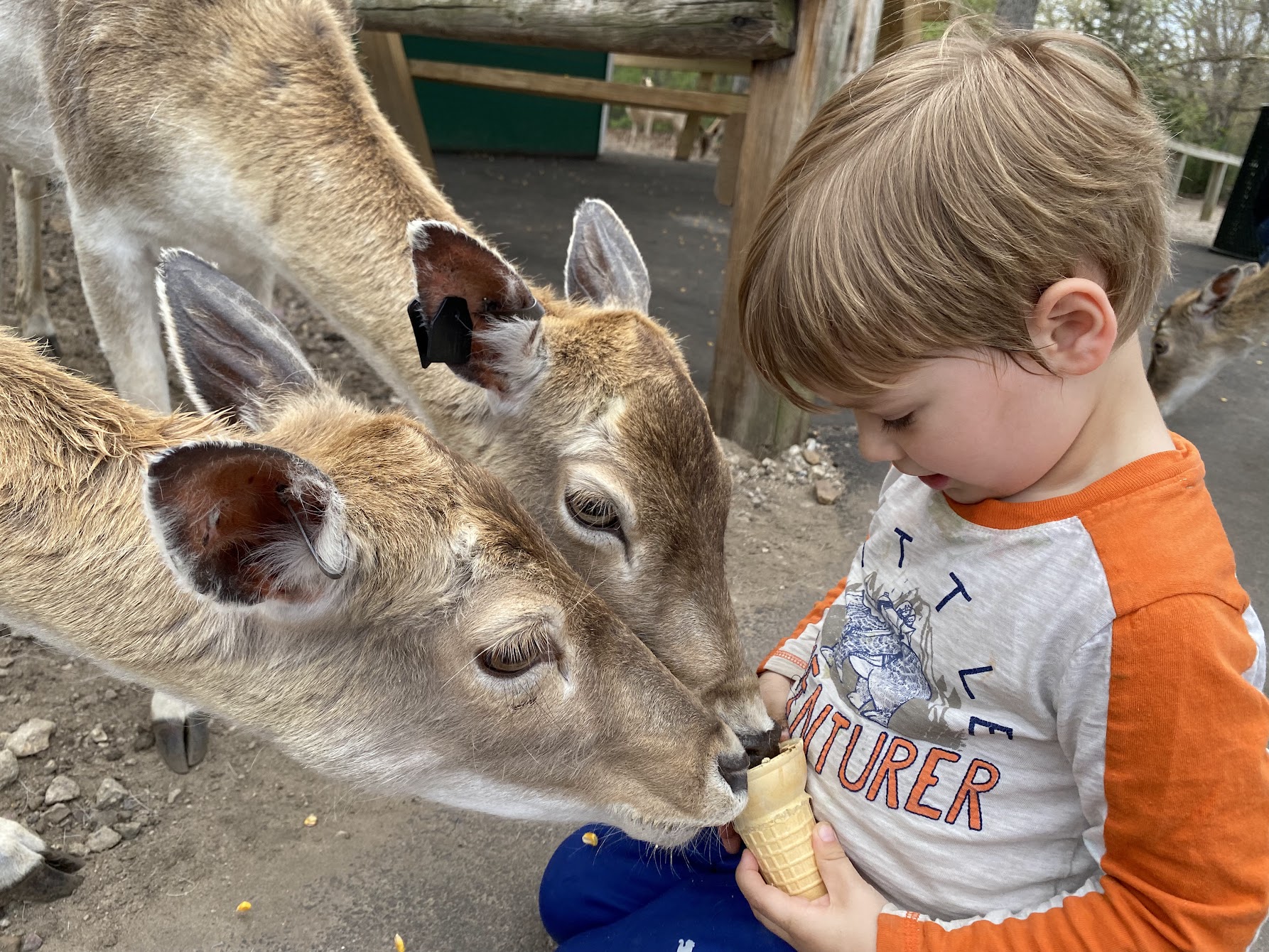 What to Expect at Wisconsin Deer Park - Wisco Explorer